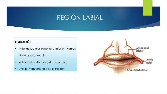 Region nasal y oral