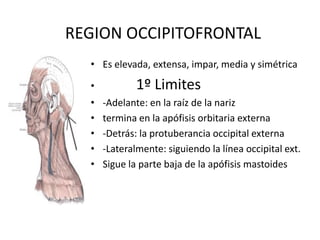 Region occipito frontal | PPTX