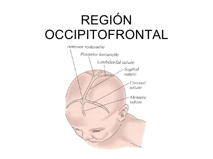 Region Occipitofrontal