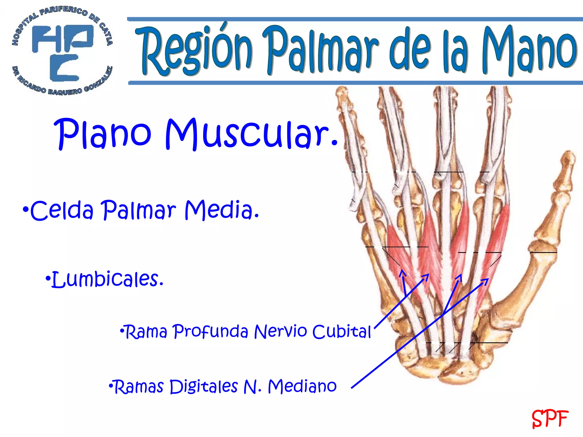 Anatomia Region Palmar | PPT