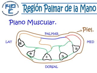 Anatomia Region Palmar | PPT