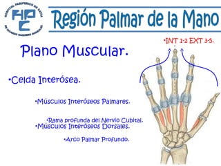 Anatomia Region Palmar | PPT