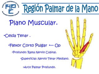 Anatomia Region Palmar | PPT
