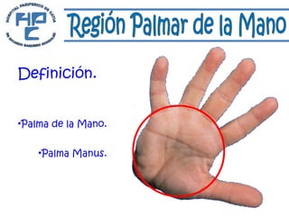 Anatomia Region Palmar | PPT