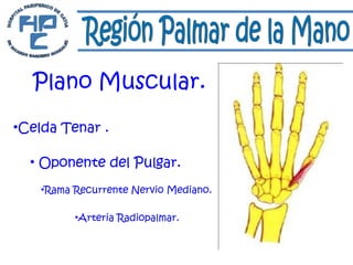 Anatomia Region Palmar | PPT