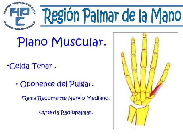 Anatomia Region Palmar | PPT