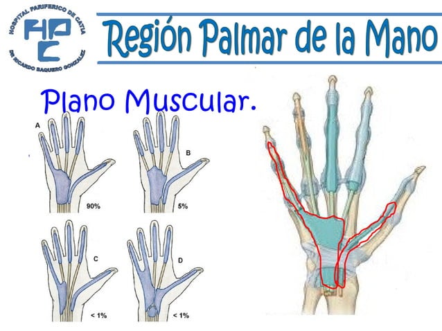 Anatomia Region Palmar | PPT
