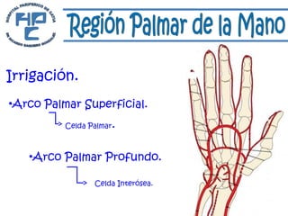 Anatomia Region Palmar | PPT