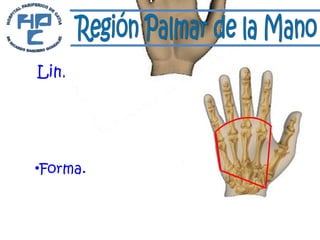 Anatomia Region Palmar | PPT