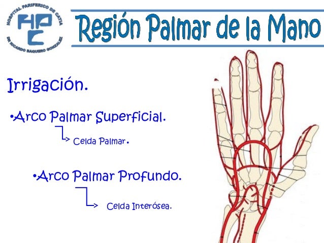 Anatomia Region Palmar