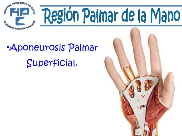 Palmar Aponeurosis