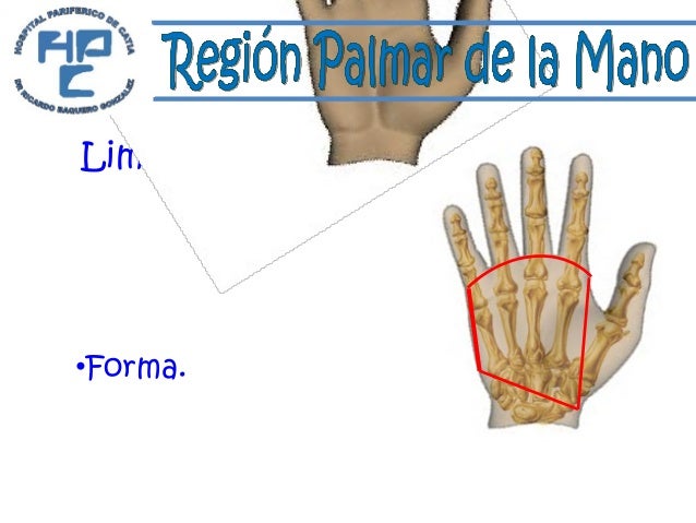 Anatomia Region Palmar
