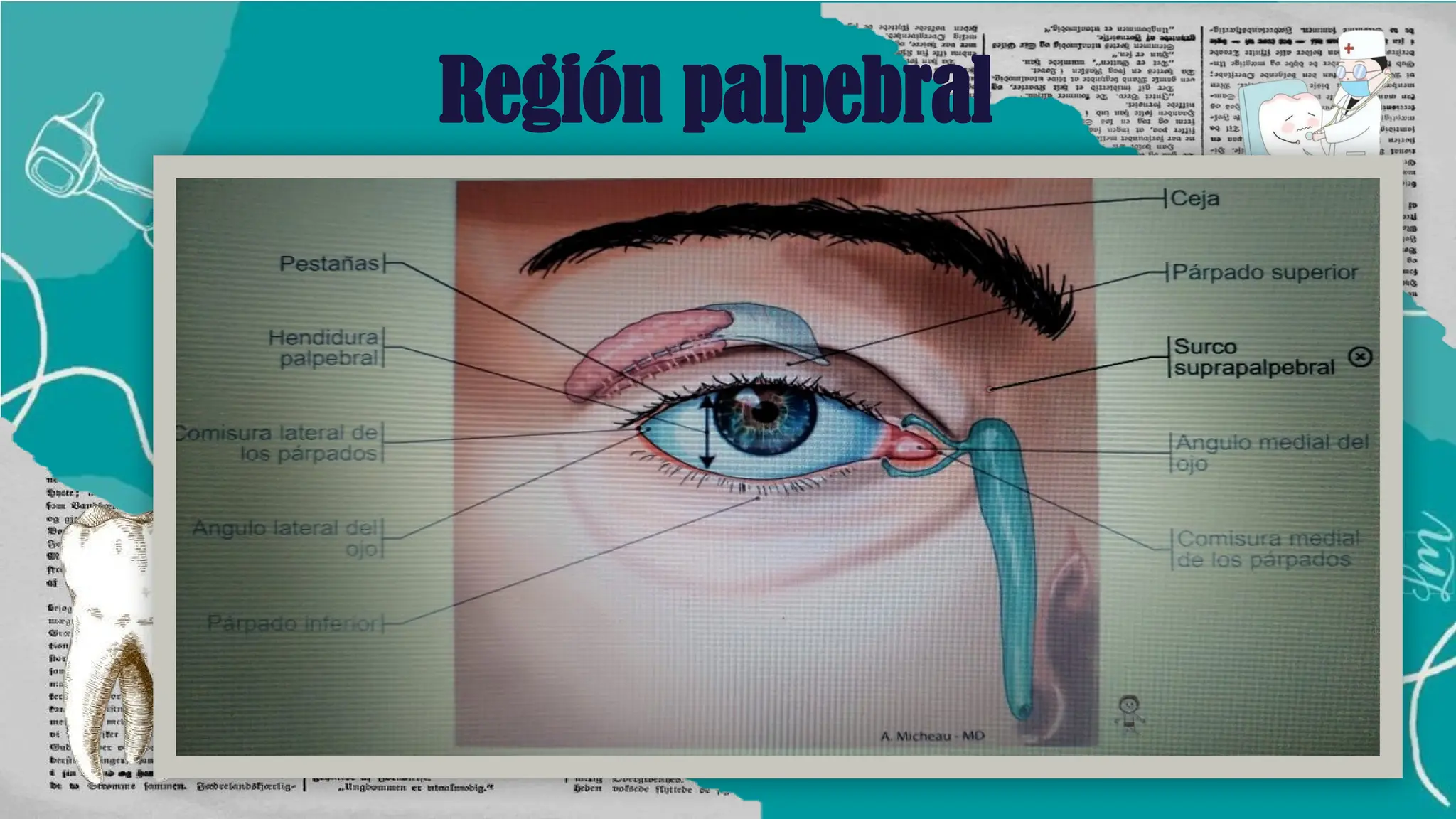 REGION PALPEBRAL ANATOMIA 1RO C (1).pptx