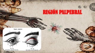 REGION PALPEBRAL ANATOMIA 1RO C (1).pptx
