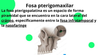 REGION PAROTIROIDEA y fosas temporal, infratemporal y pterigomaxilar | PDF