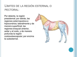 Region pectoral | PPTX