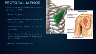 Region pectoral y escapular Anatomía y Medicina | PDF