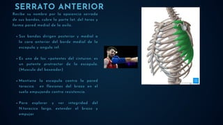 Region pectoral y escapular Anatomía y Medicina | PDF