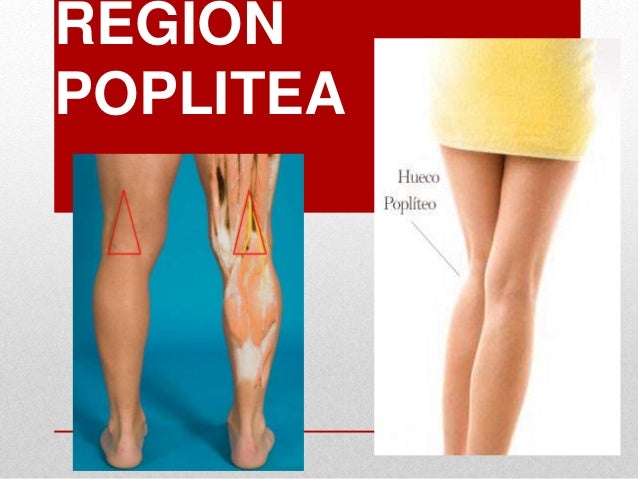 Region poplitea