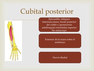 Region posterior brazo antebrazo | PPTX