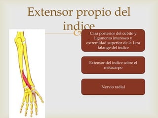 Region posterior brazo antebrazo | PPTX