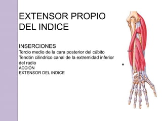 Region posterior del antebrazo | PPTX