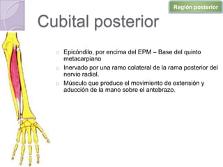 Region posterior del antebrazo | PPTX
