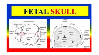 REGIONS AND LANDMARKS OF THE FOETAL SKULL MCH.pptx