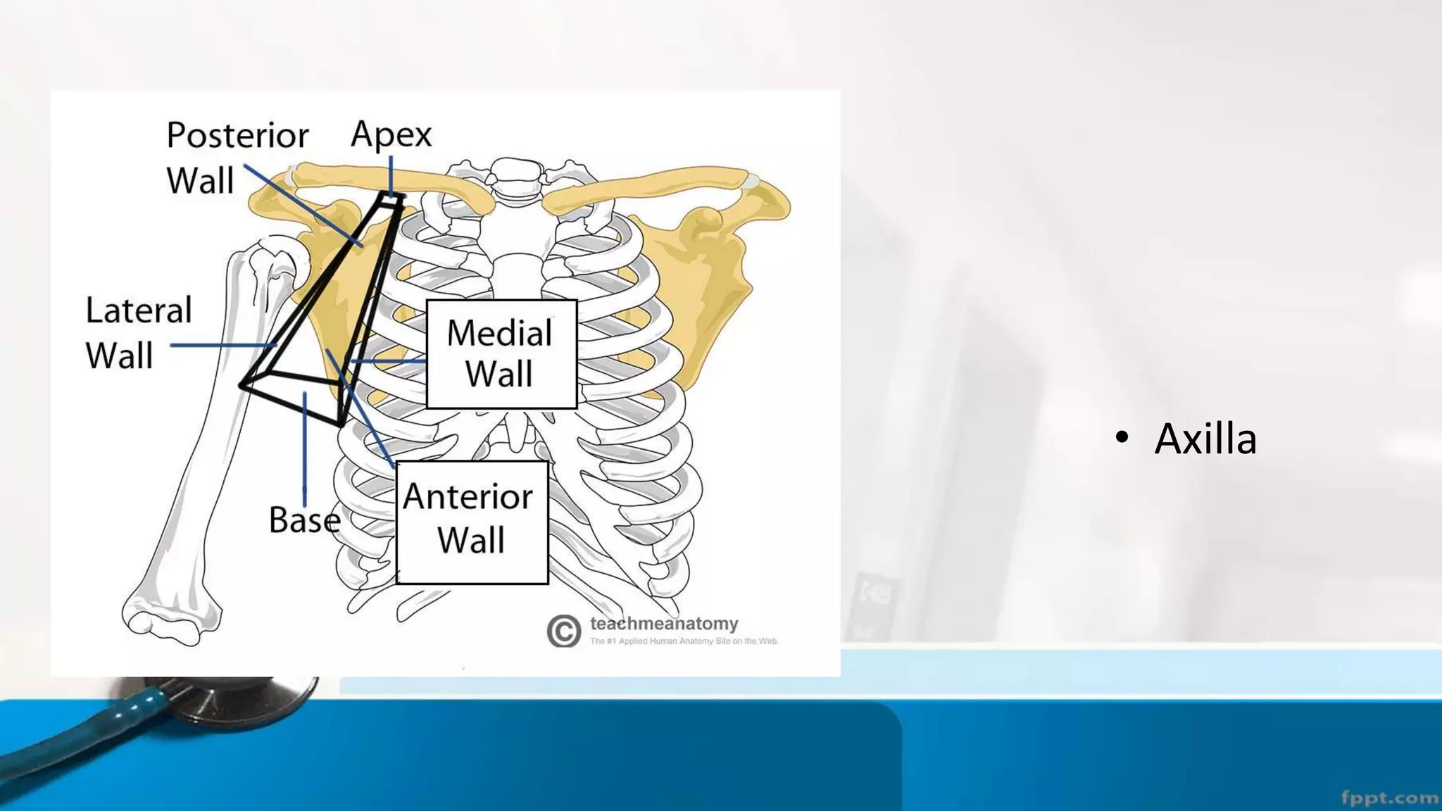 Regions & Muscles of arm.pptx