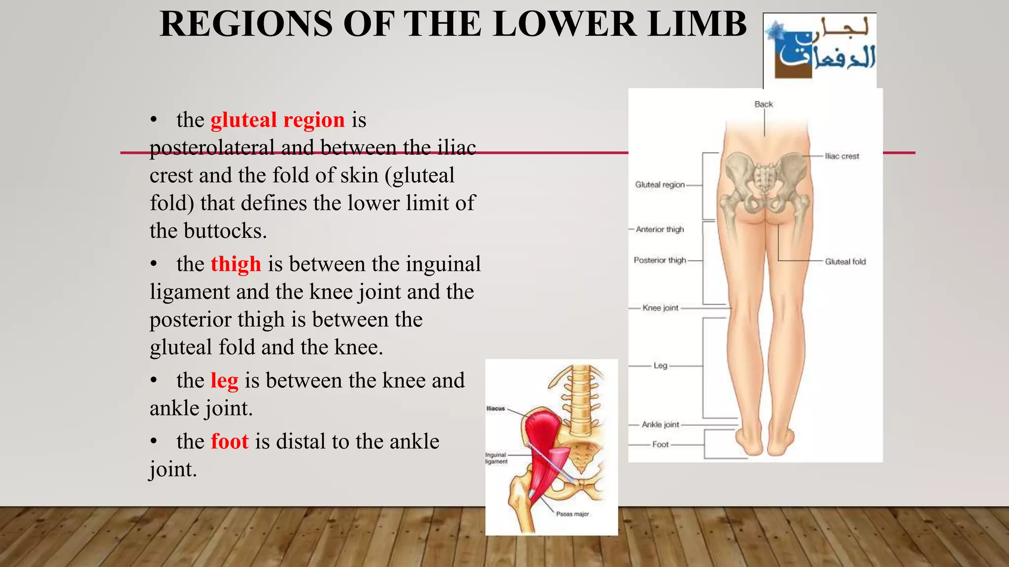 Regions of the lower limb.pptx