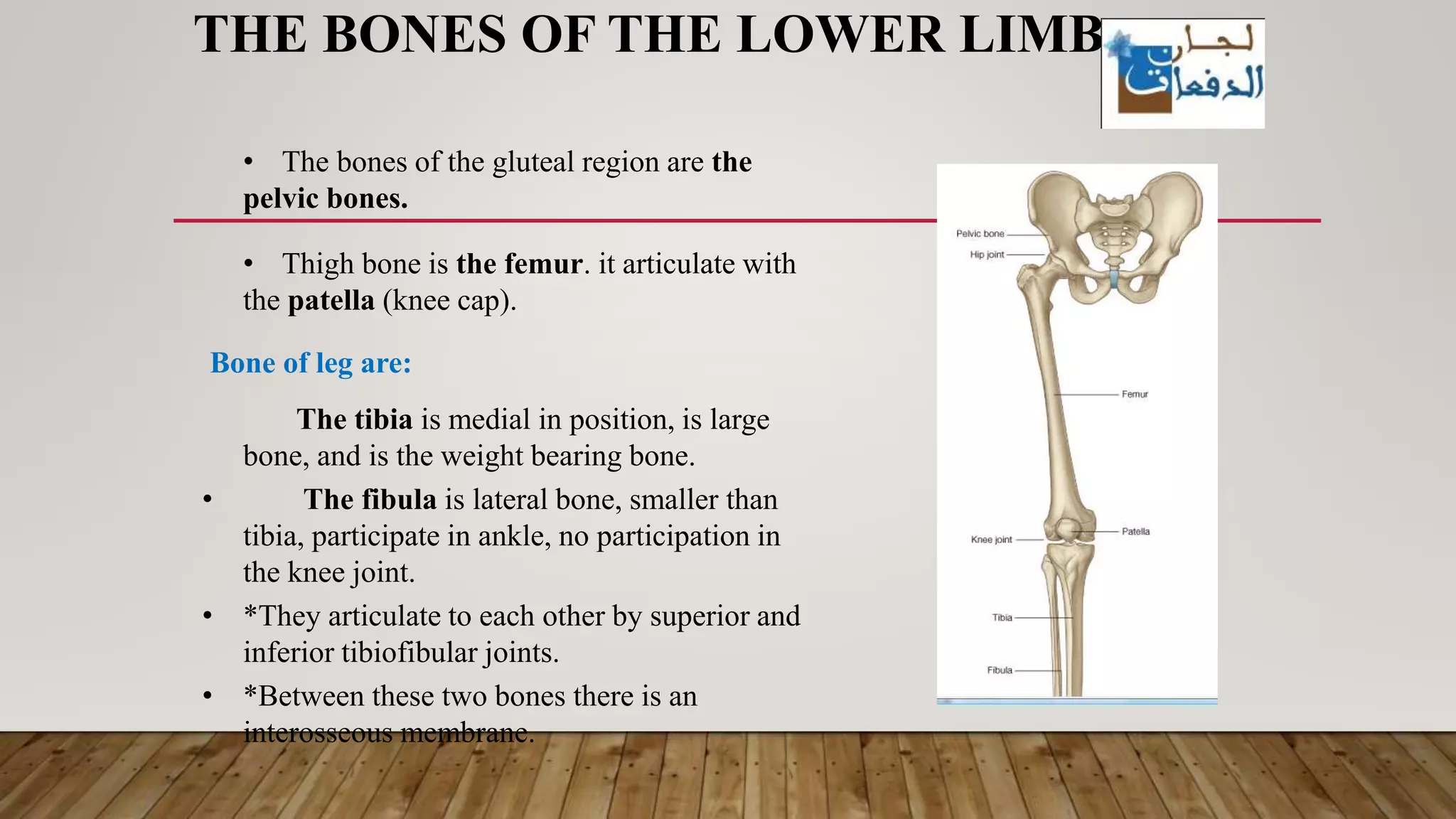 Regions of the lower limb.pptx | Death, Injury, or Military Conflict ...