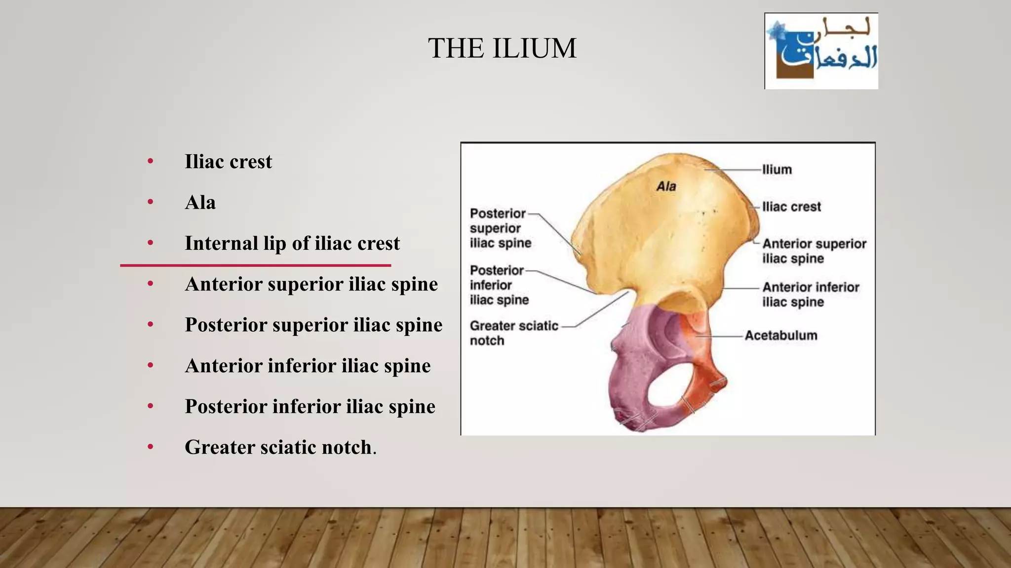 Regions of the lower limb.pptx