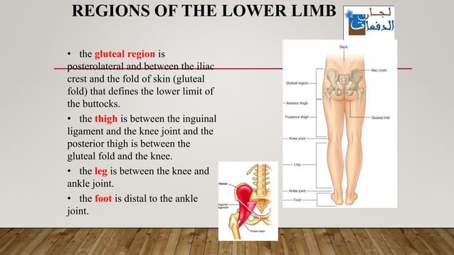 Regions of the lower limb.pptx | Death, Injury, or Military Conflict ...