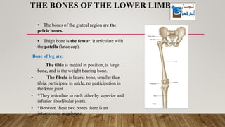 Regions of the lower limb.pptx