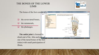 Regions of the lower limb.pptx