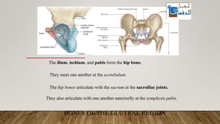 Regions of the lower limb.pptx