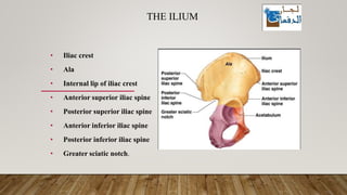Regions of the lower limb.pptx