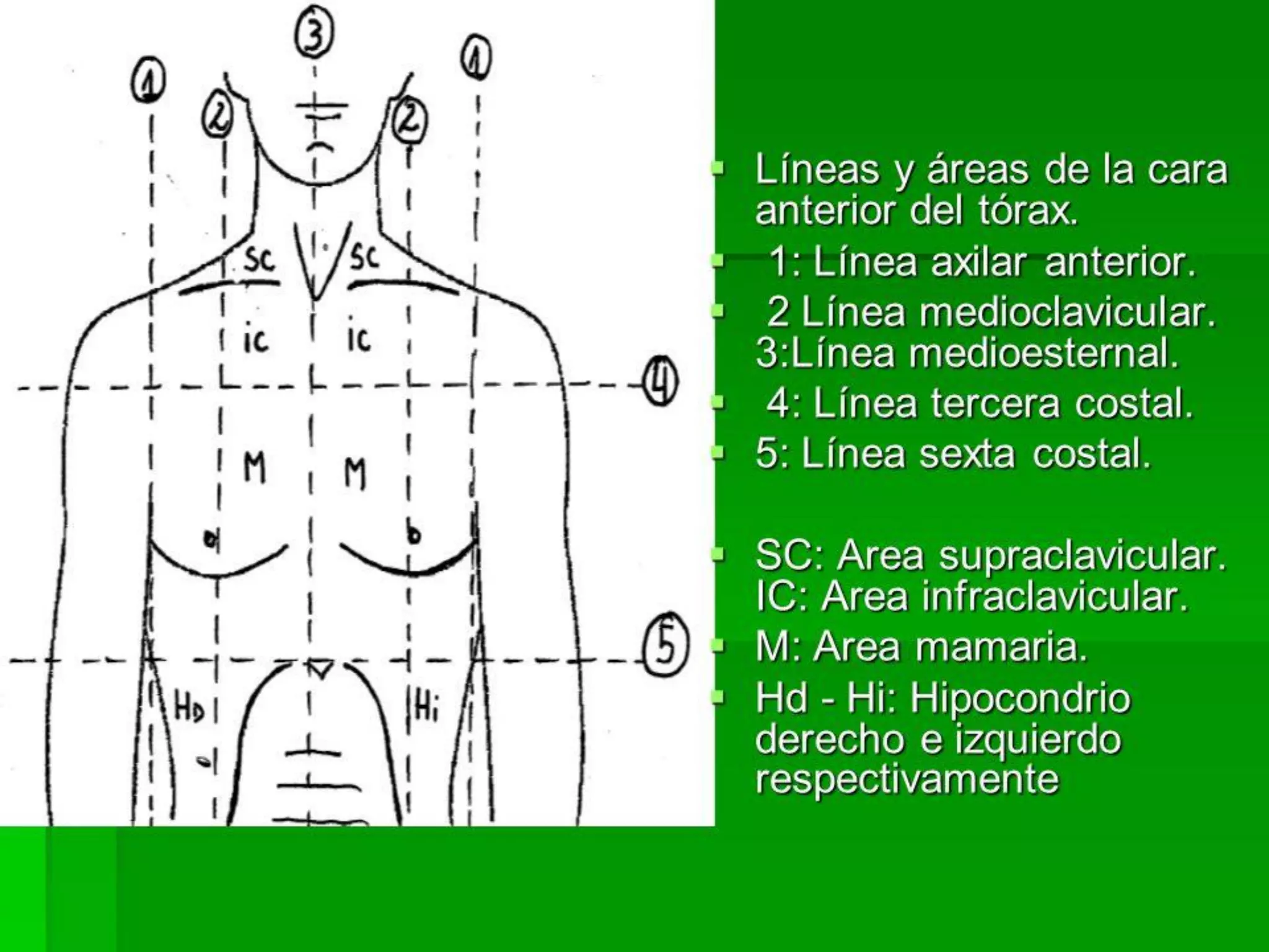ANATOMIA DE CORTE - Region Torax | PDF
