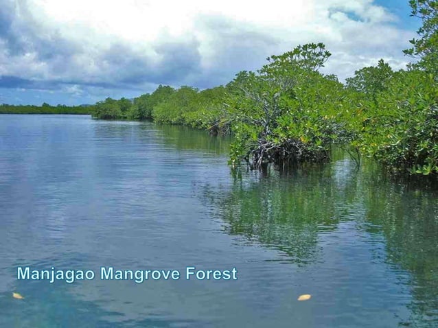 Region xiii (caraga) | PPTX | Geography | Science