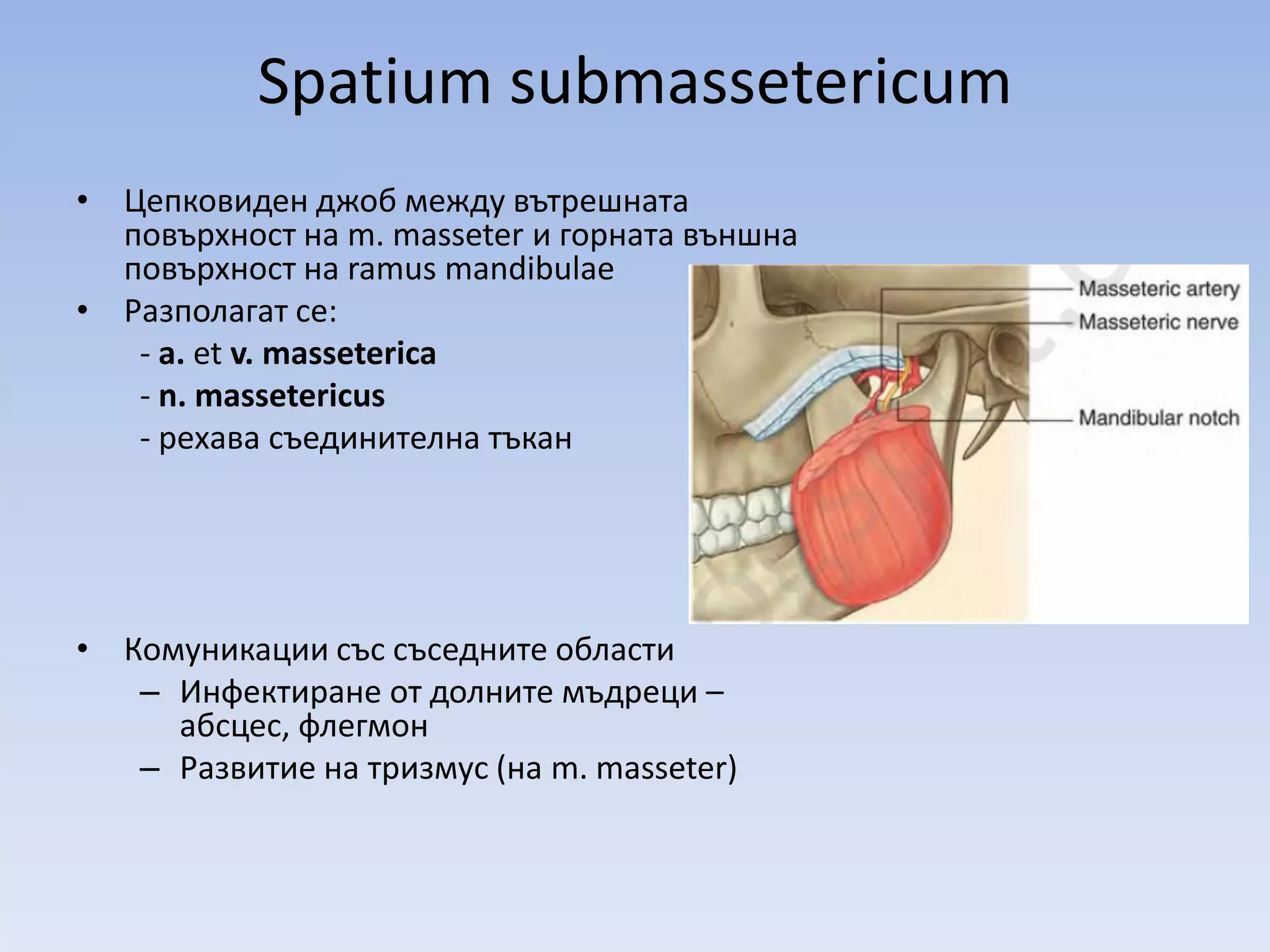 Regio parotideomasseterica | PDF