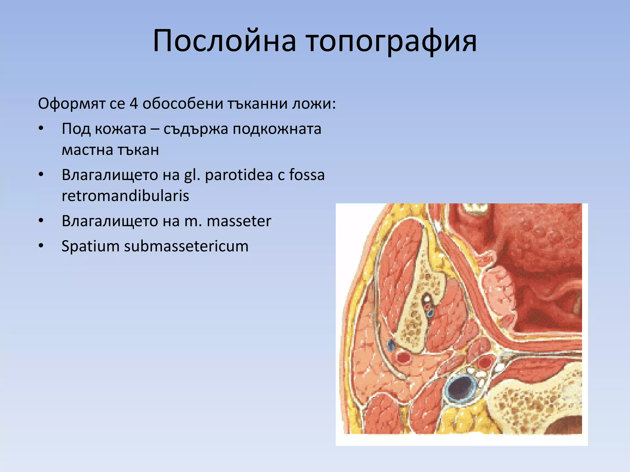 Regio parotideomasseterica | PDF