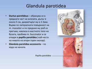 Regio parotideomasseterica | PPT