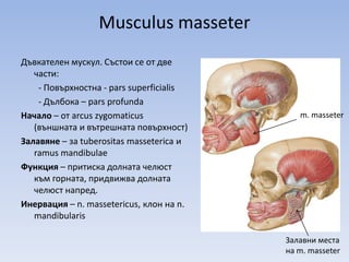 Regio parotideomasseterica | PDF