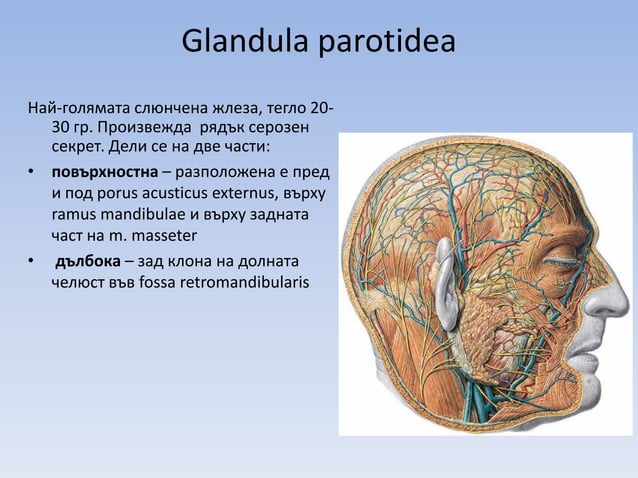 Regio parotideomasseterica | PPT