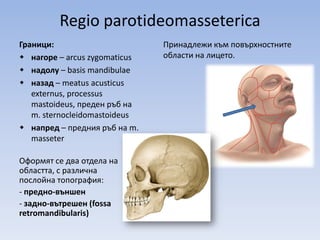 Regio parotideomasseterica | PPT