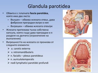 Regio parotideomasseterica | PPT