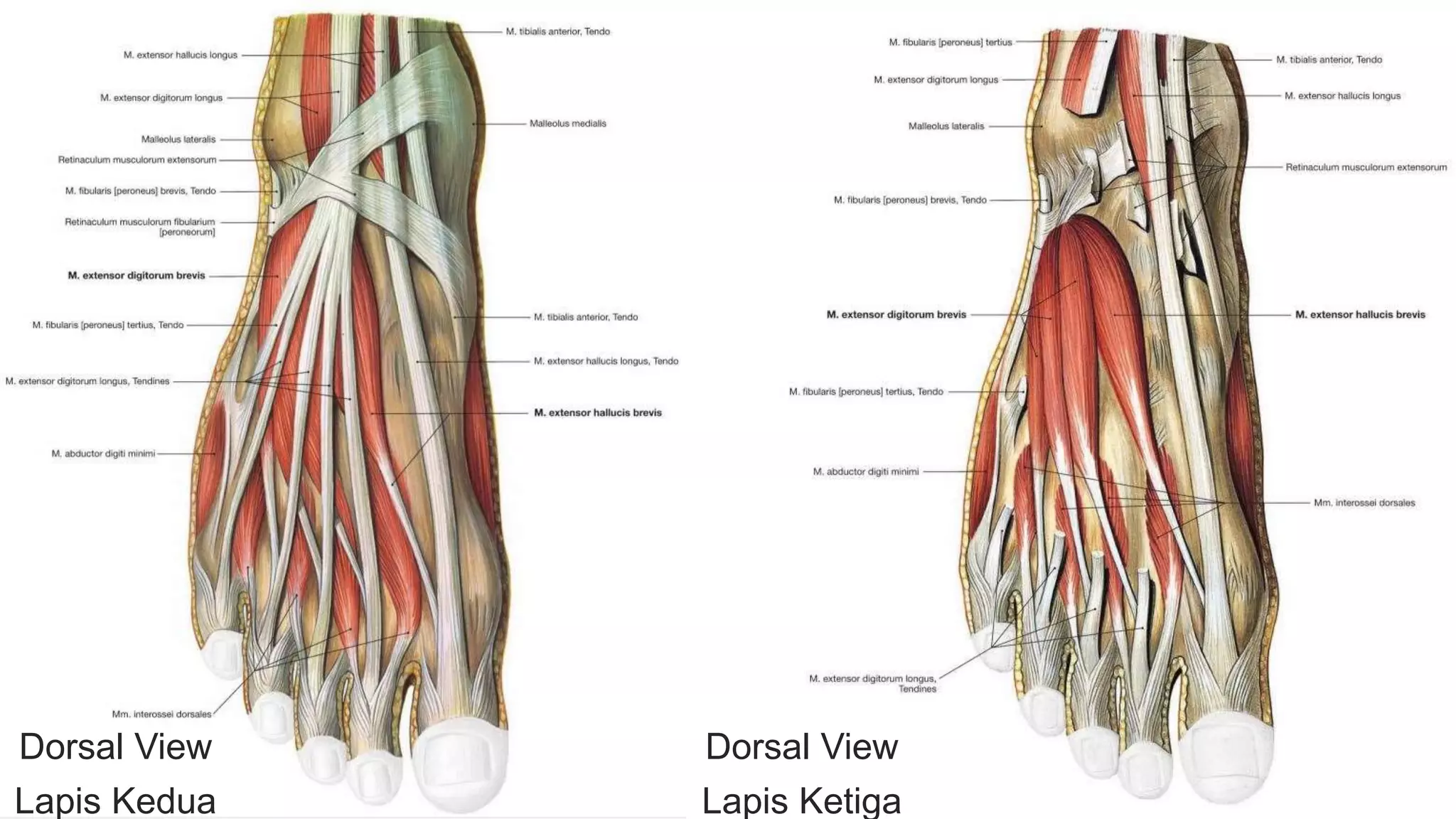 REGIO PEDIS_Inayah Mumpuni B_Harimulti A Wibowo.pptx