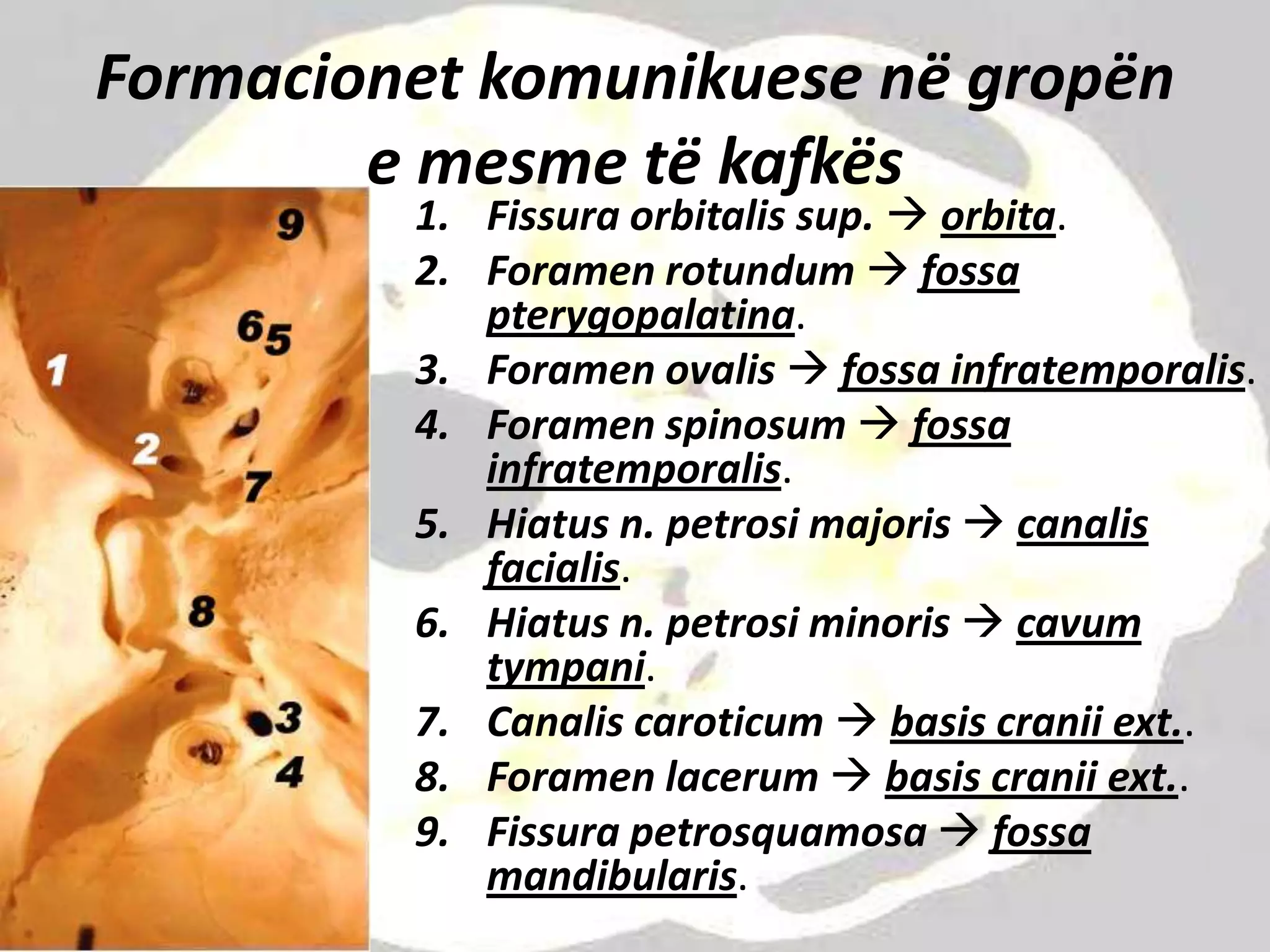 Regjionet e kafkes | PPSX