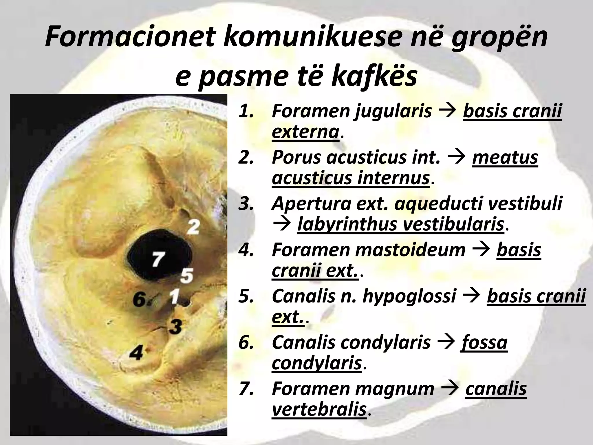 Regjionet e kafkes | PPSX