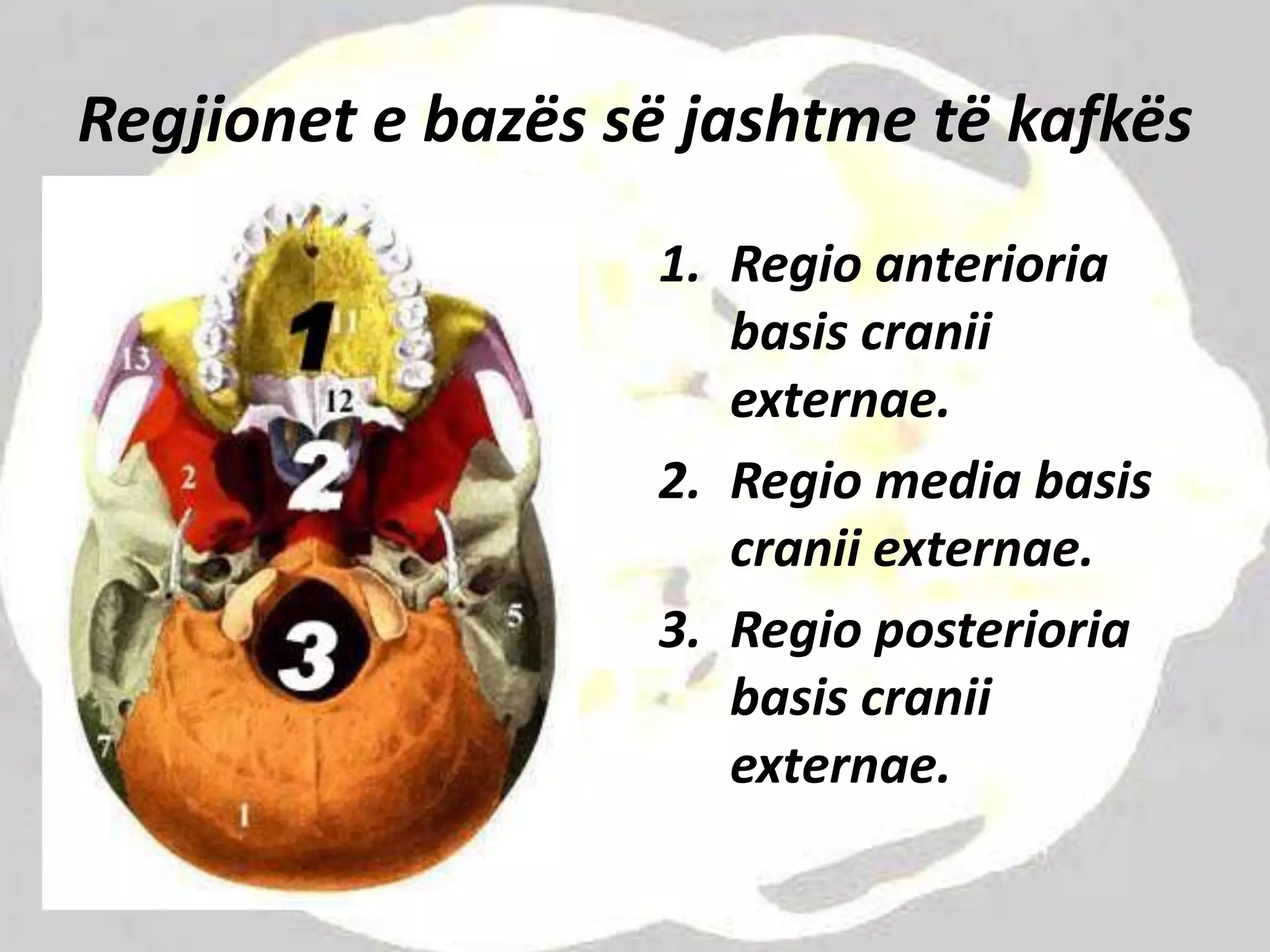 Regjionet e kafkes | PPSX